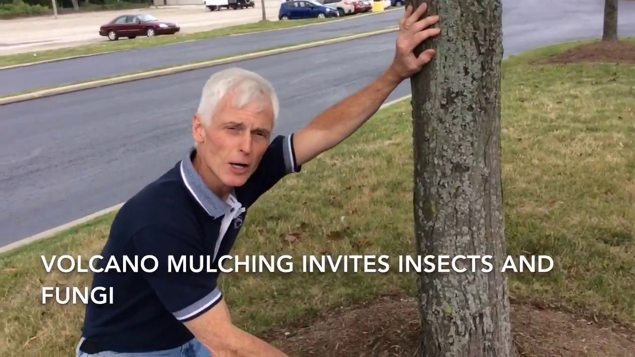 Volcano Mulching Kills Trees