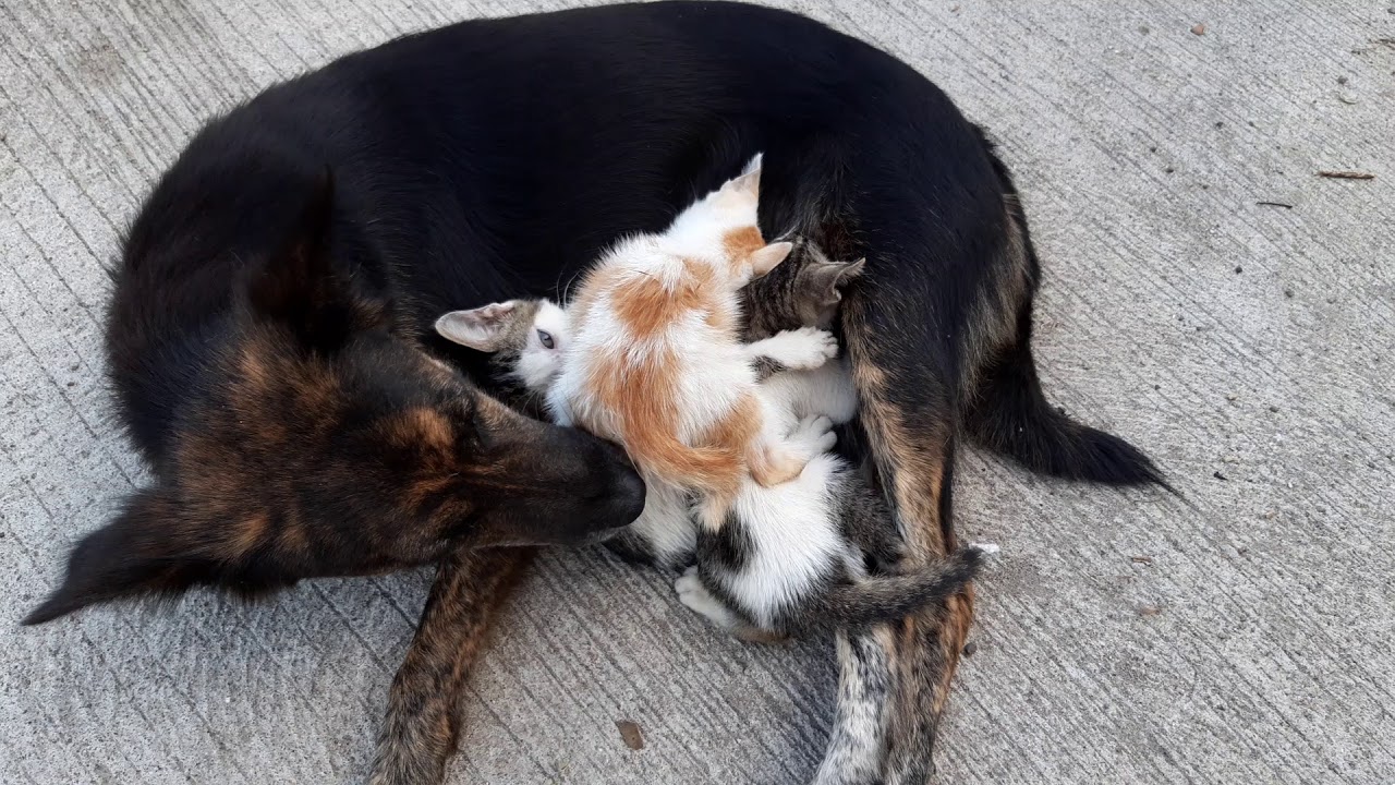 CATS AND DOG - CUTEST BOND EVER 3 - YouTube