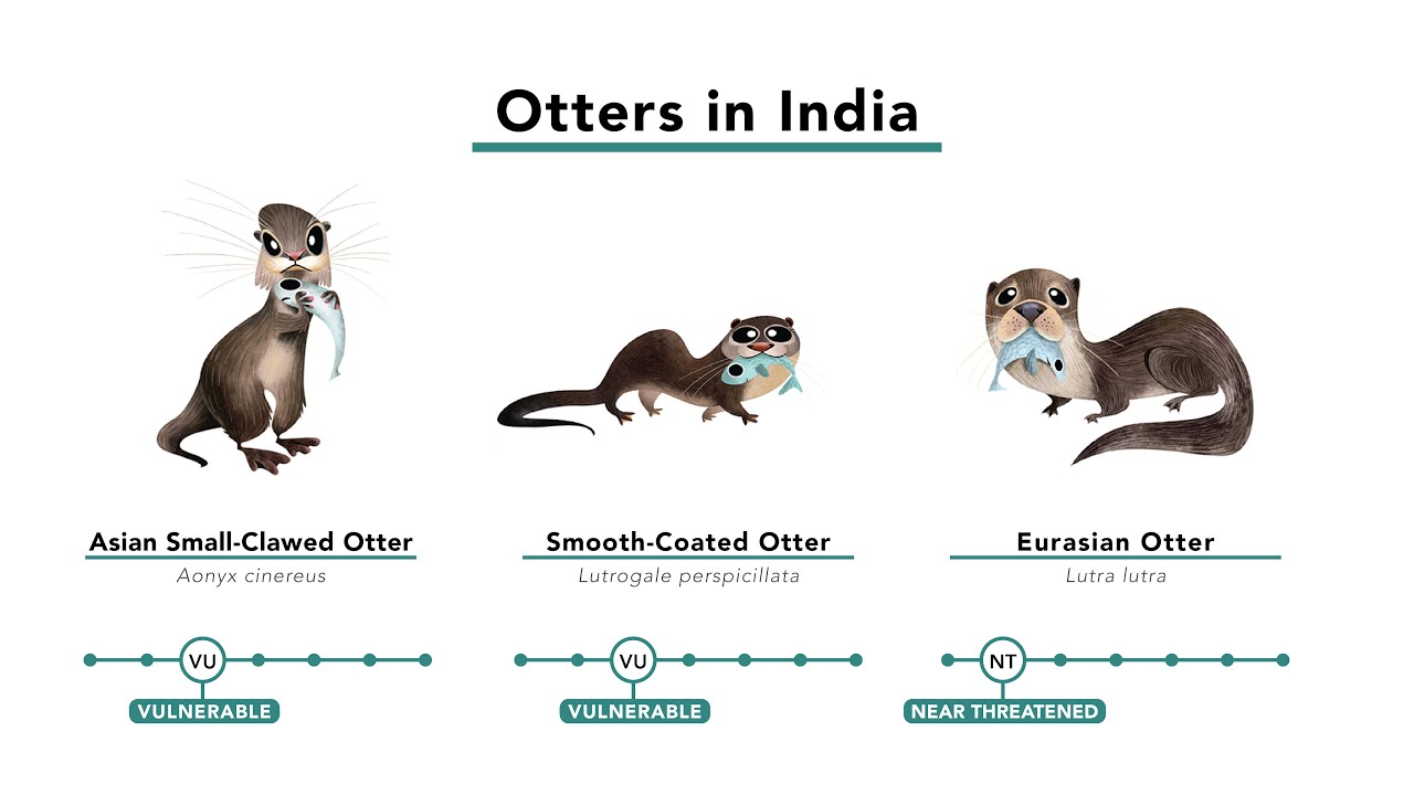 The ‘Otter’ Side of Conservation - YouTube