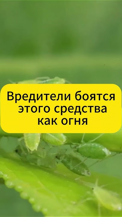 Вредители уйдут навсегда #дача #овощи #огород #вредители - YouTube