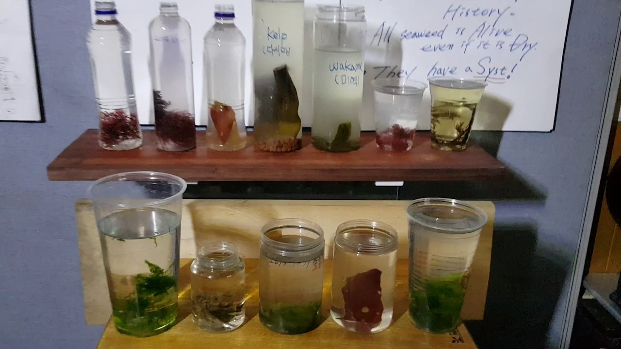 Dried seaweed is alive:The World's First Proof and Revolution of ...