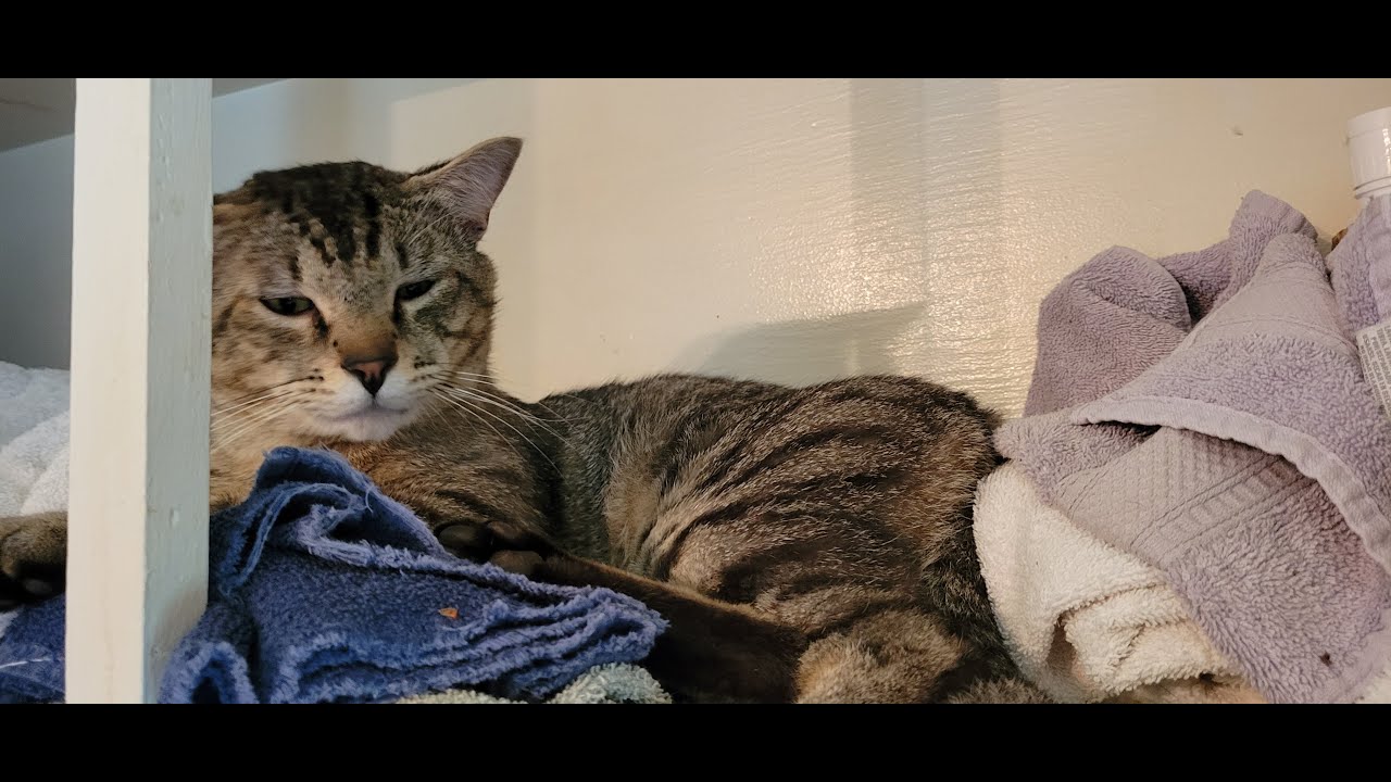 Death by kitty cat is possible - YouTube