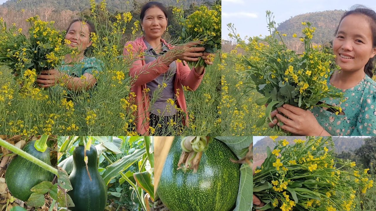 niam Lau wb mu de zaub - YouTube