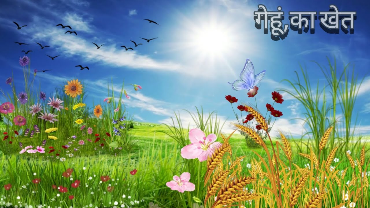 MY (गेहूं का खेत) Blogs|| Wheat 🌾 Field Vlog First Gehu Ka Khet Youtube ...