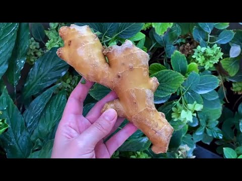 Zencefil saksıda yetişir mi? | Zencefil nasıl yetiştirilir? | Grow ginger at home - English⬇️