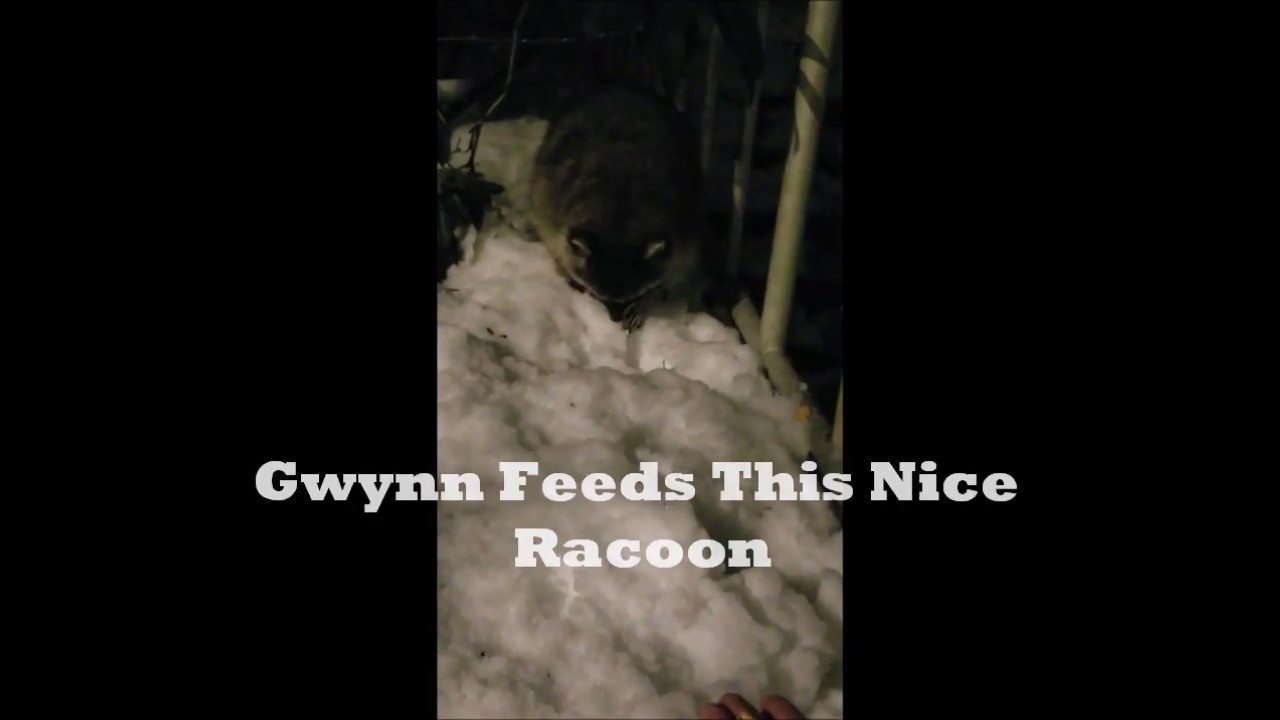 Gwynn Davies - Feeds crackers to a chonk Racoon - YouTube