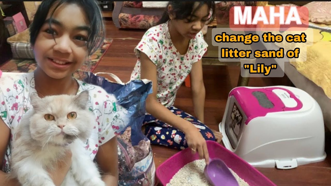 PAANO AT KAILAN NATIN PALITAN ANG CAT LITTER SAND NG PUSA | PET LOVERS ...