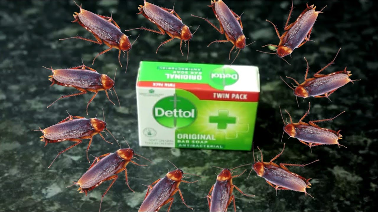 🔴 MAGIC DETTOL SOAP | How To Kill Cockroach Within 10 minutes | Home ...