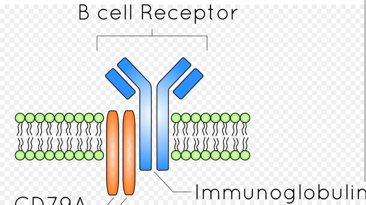 B Cell Receptor ( BCR)easy Explanation with Notes - YouTube