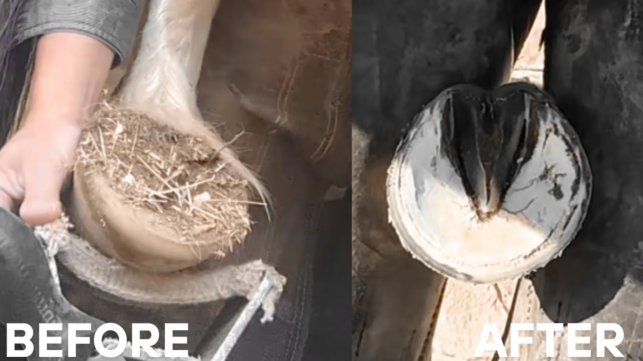 How to trim a horse hooves.Horse Hoof Trimming And CleaningHorse Hoof ...