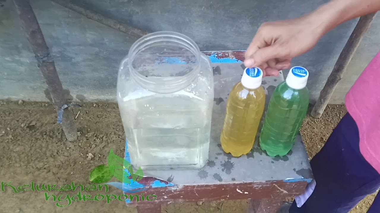 Pemberian awal nutrisi AB Mix pada sayur hidroponik - YouTube
