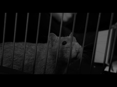 I bought my pet rats a "play pen" (and they hated it) - YouTube
