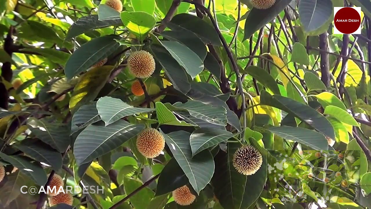 The Flower of Rain : Kodom || Kadambo Flower || Neolamarckia Cadamba ...