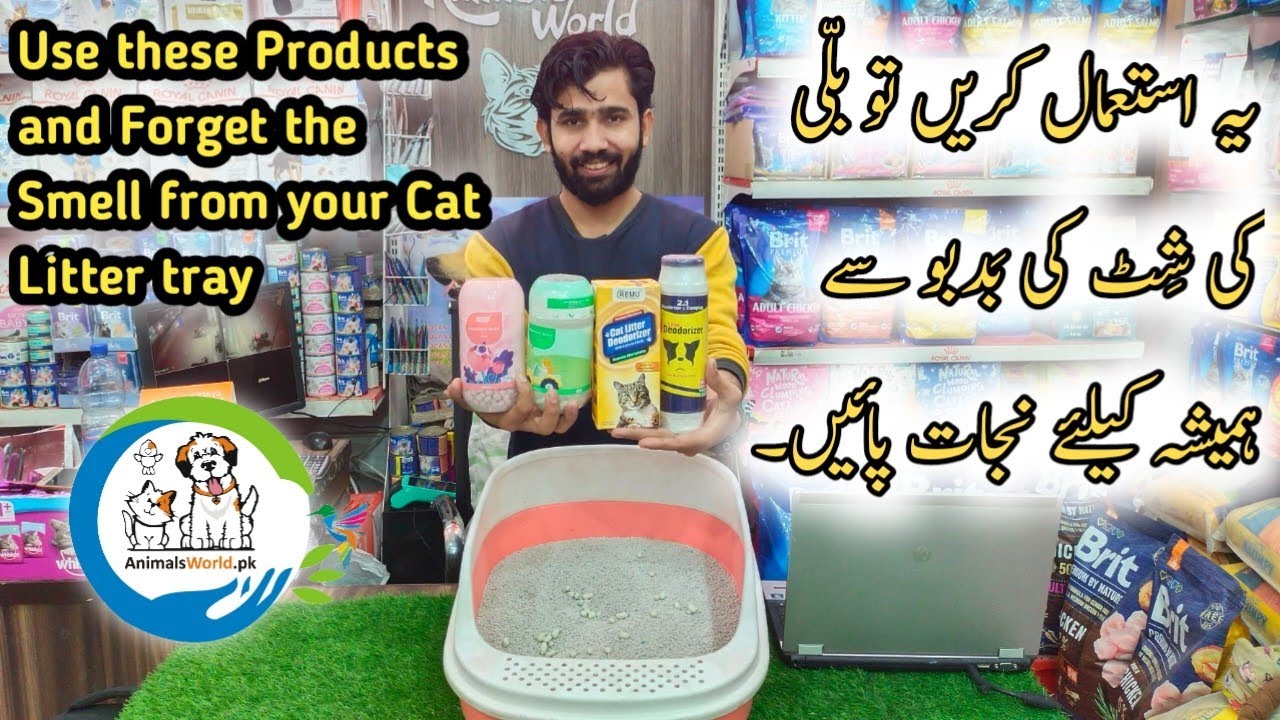 How to Finish Shit Smell from Cat Litter tray | Control Litter Box ...
