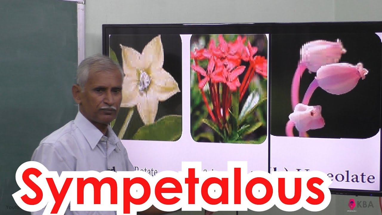 27.Botany | Reproductive Morphology | Sympetalous - YouTube