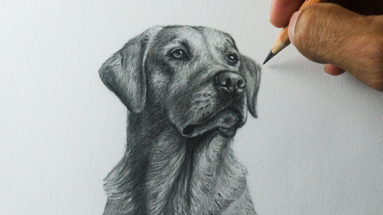Como desenhar um cachorro Labrador retriever PASSO A PASSO narrado ...