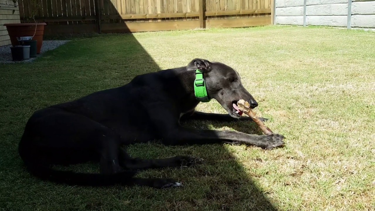 Greyhound loves kangaroo bone 그레이하운드 캥거루 뼈 먹는 영상 반려견 먹방 - YouTube