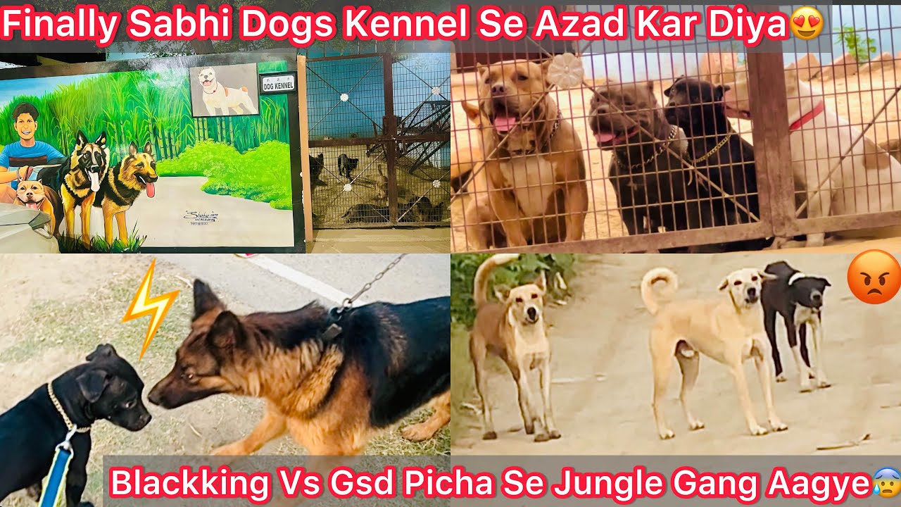 Finally Sabhi Dogs Azad Kar Diya Kennel Se🐶|| Blackking Vs Gsd Dog ...