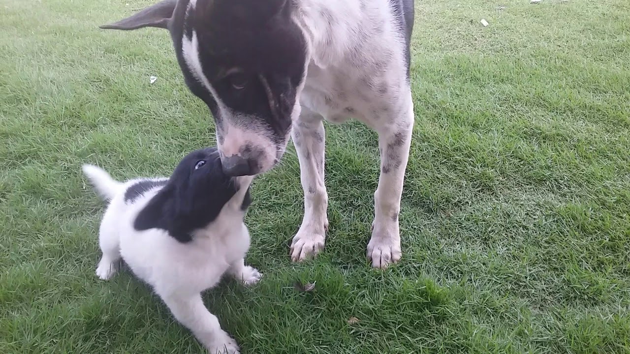 Anjing motif sapi - YouTube