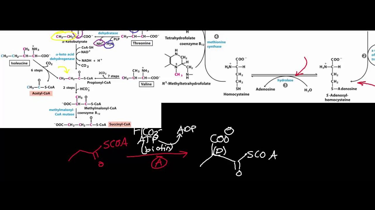 Succinyl Coa Structure