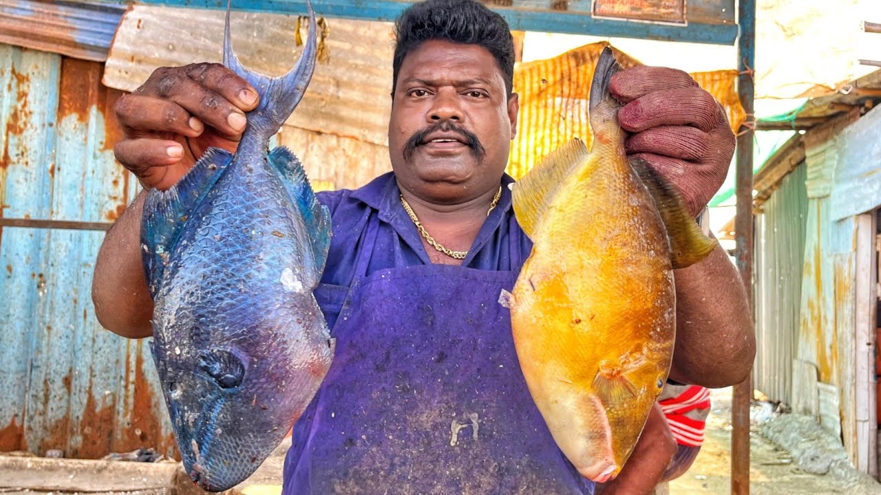 KASIMEDU 🔥 SPEED SELVAM | COLOURFUL KOZHI FISH CUTTING VIDEO | 4K VIDEO ...