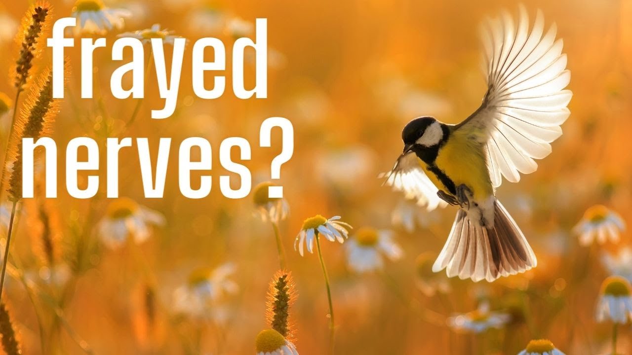 frayed nerves? calming music for anxiety, peaceful piano music, relaxing music. - YouTube