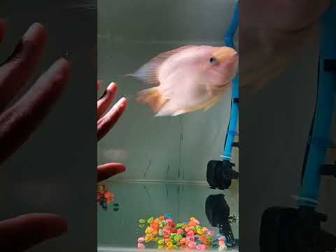 ikan perot - YouTube