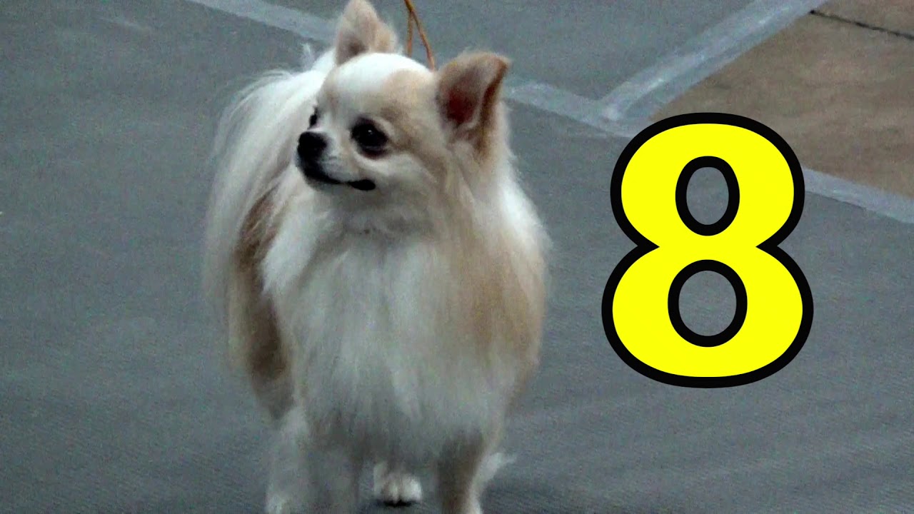COUNTING NUMBERS 1-10 the Cutest Small Dogs - Educational Video for ...