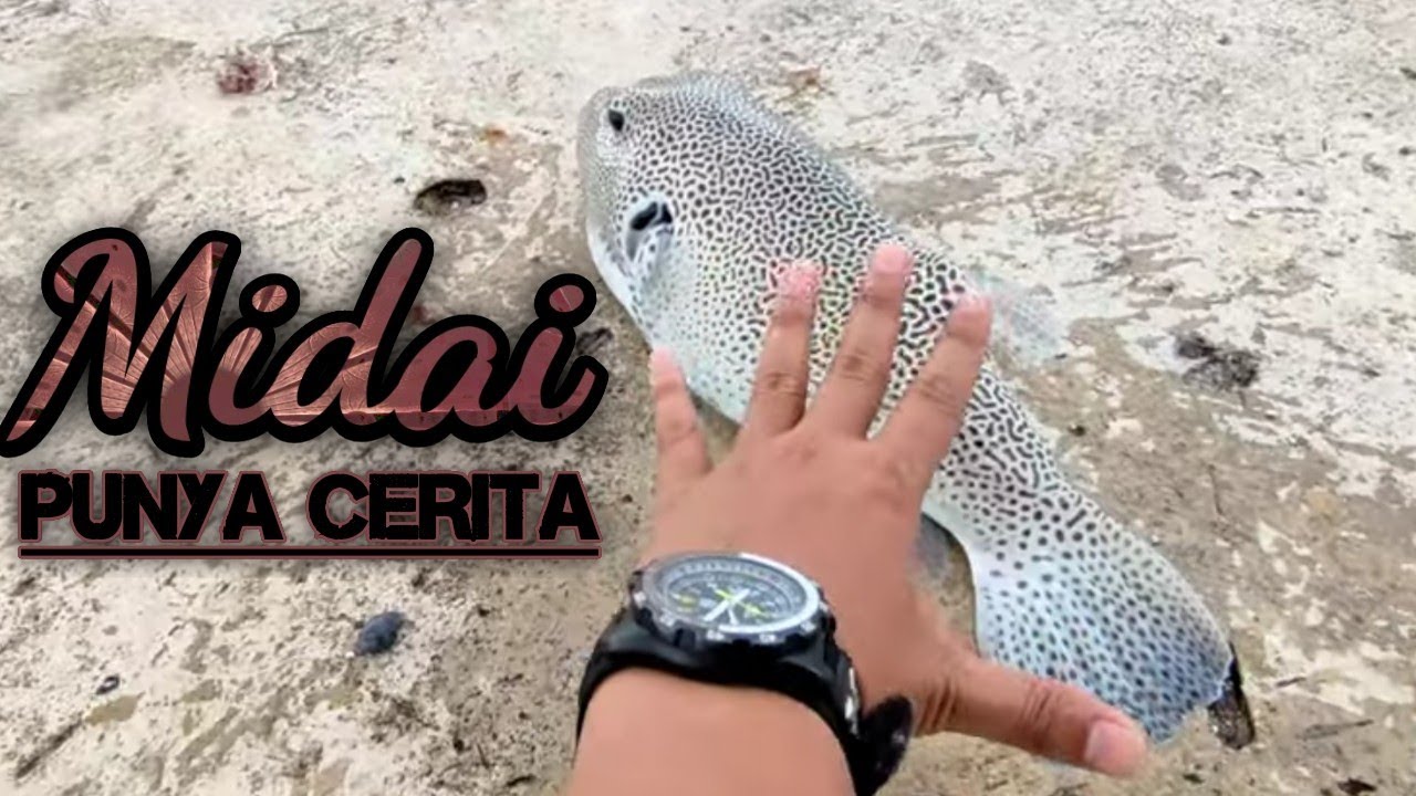 Suasana Pulau Midai (Melihat kegiatan sehari-hari masyarakat Midai ...
