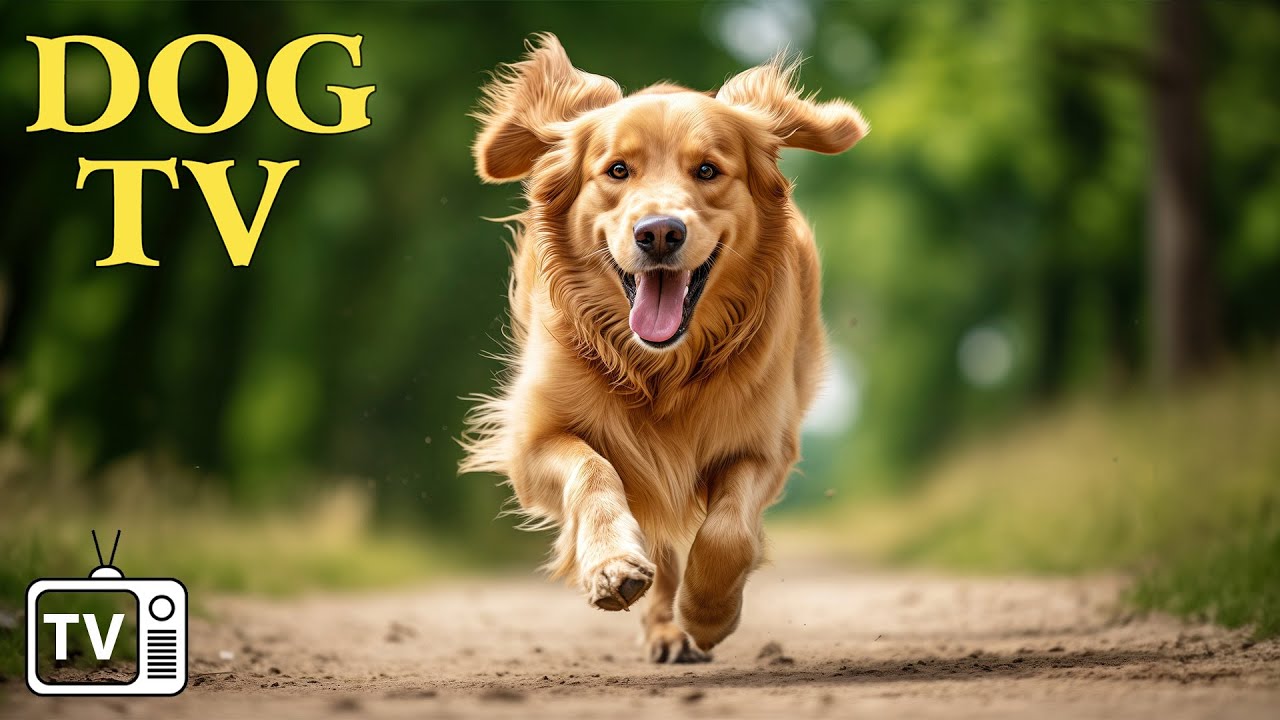 DOG TV: Best Fun and Entertaining TV for Dogs + The Best Anti-Anxiety ...