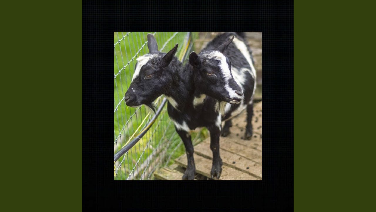 2 Headed Goat (feat. Zeczu!) - YouTube