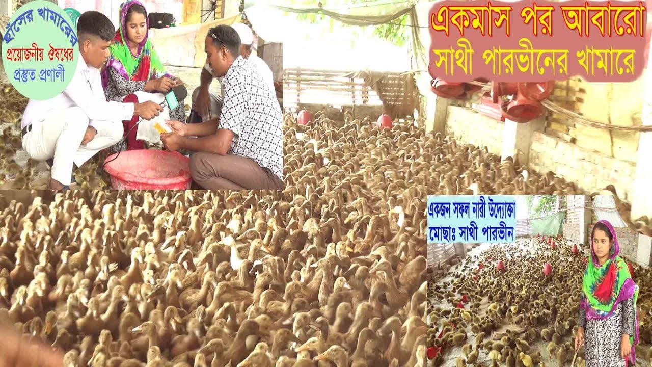 একমাস পর আবারো সাথী পারভীনের খামারে duck farming in bangladesh - YouTube
