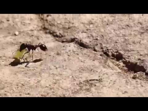 ants excited for remains of boiled chicken carcass broth remains - YouTube