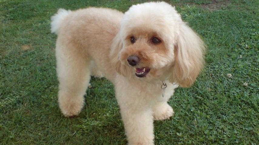 Caniche Champagne-Ardenne France - 01bots #animaux - YouTube
