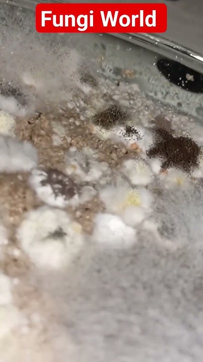 Fungi World #fungi - YouTube