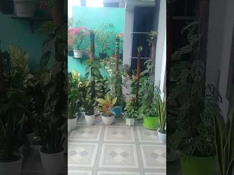 bunga turus enjjony💕