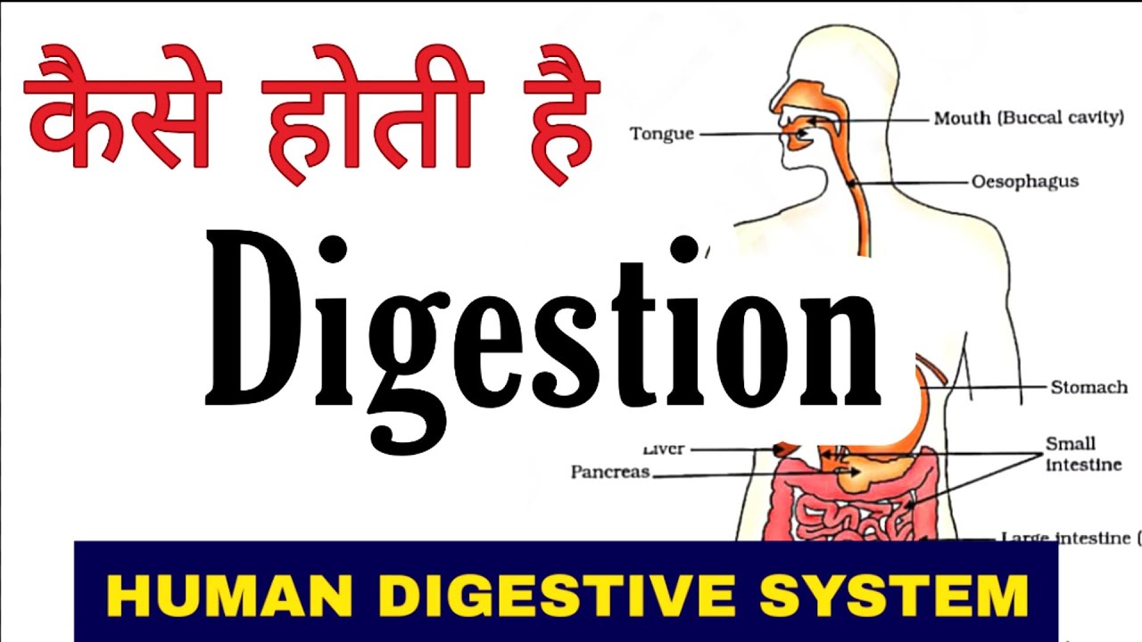 Human Digestive System in Detail: कैसे होती है Digestion? Class 10 ...