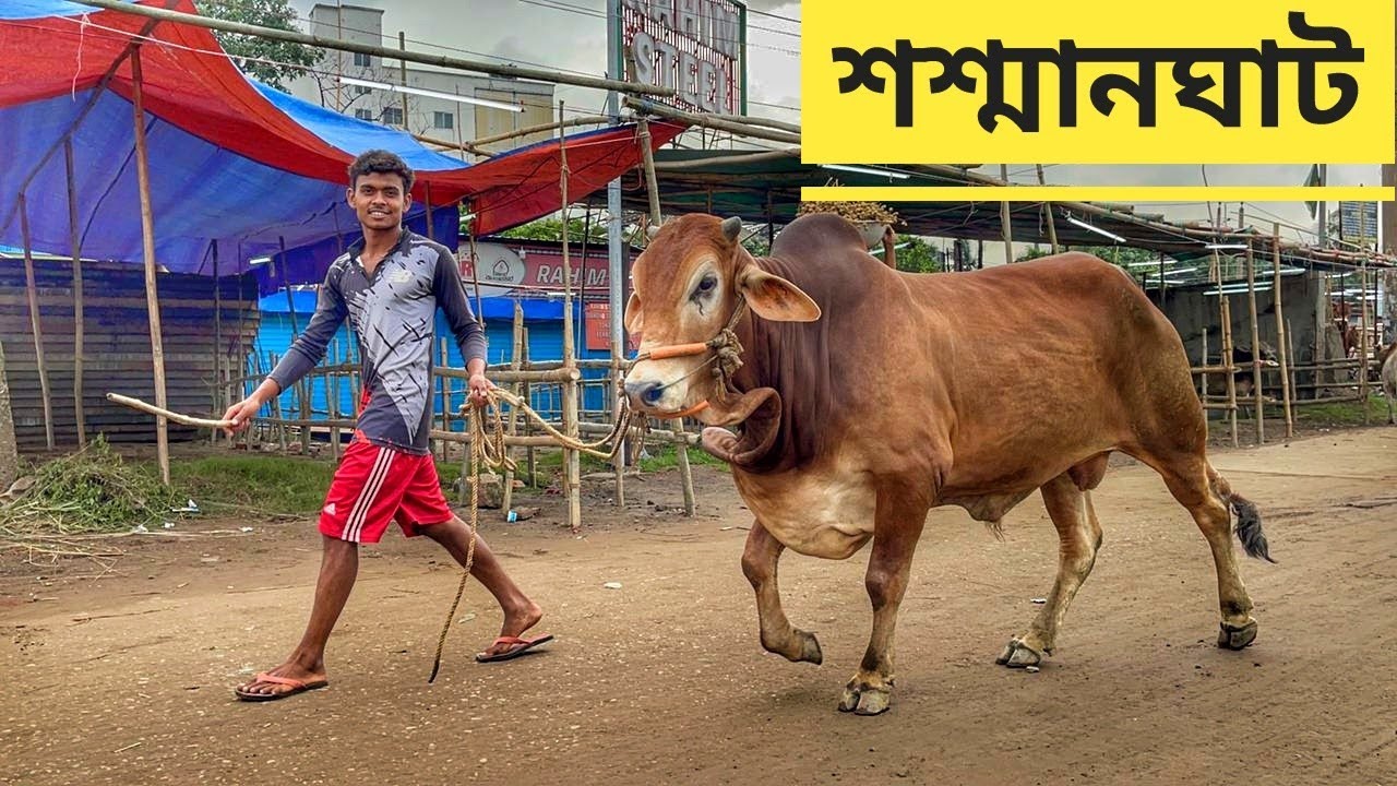 Postogola Shoshan ghat gorur hat 2022. জুরাইন-পোস্তগোলা। । Local Dogg ...