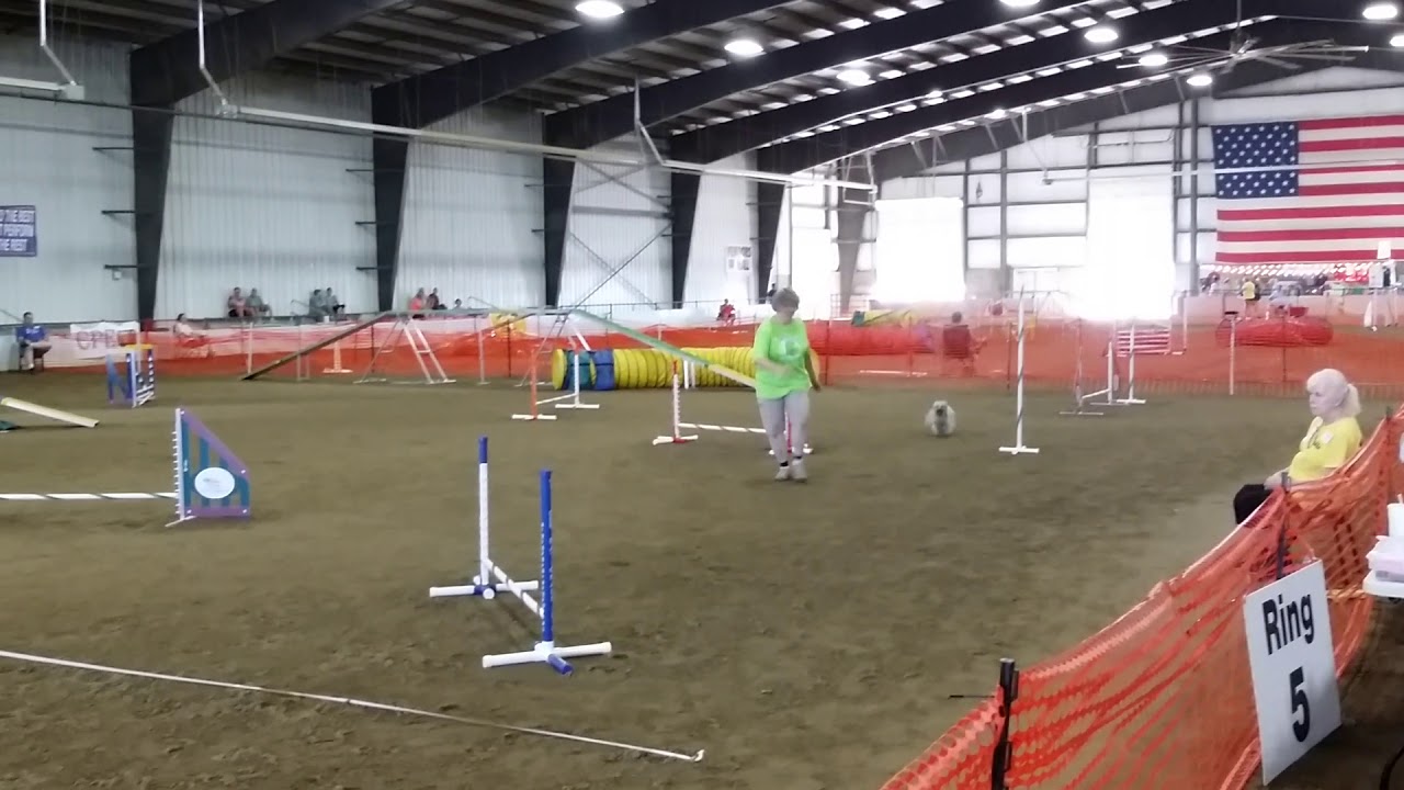 Aggie CPE Agility Nationals Springfield, OH Jackpot - YouTube