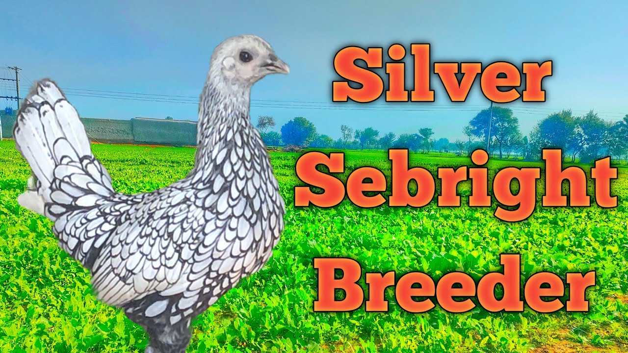 Silver Sebright Hens Breeder Pair | Sebright Chicken Farming | Aamir ...