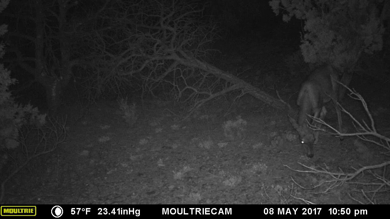 Mule Deer Doe Grazing at Night (1) - YouTube