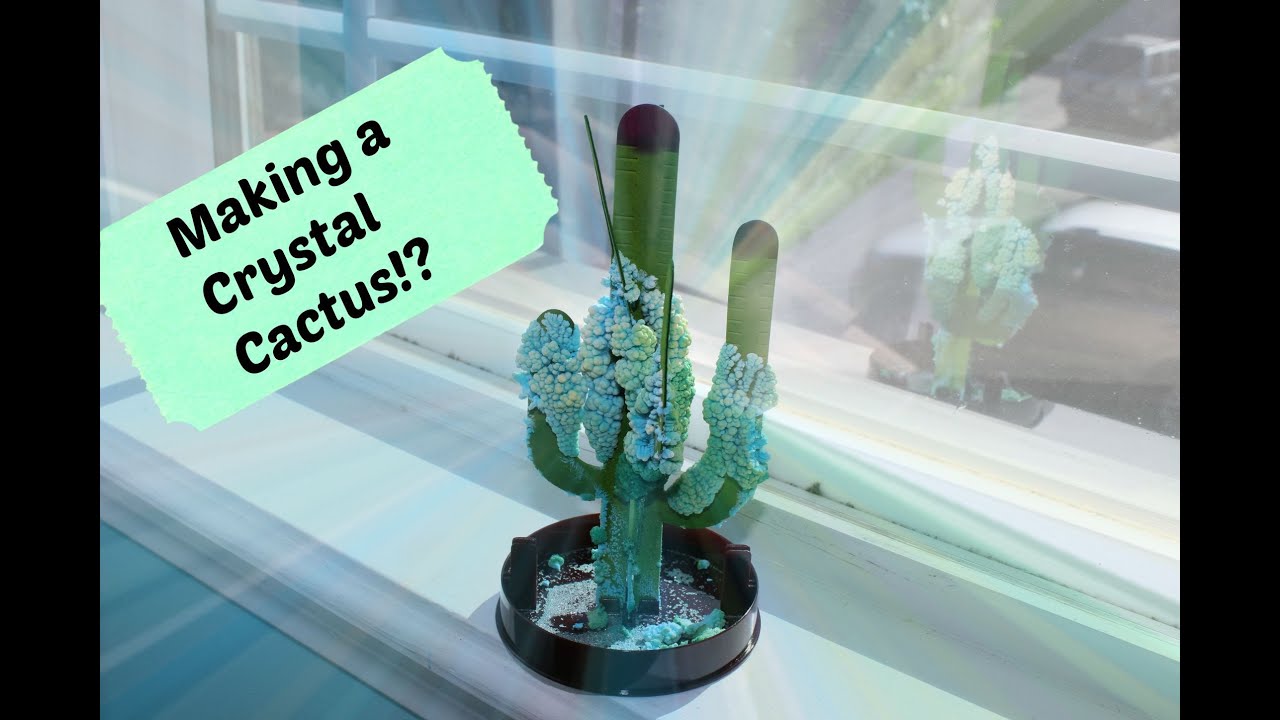 Growing a Crystal Cactus!? | nataliewho - YouTube