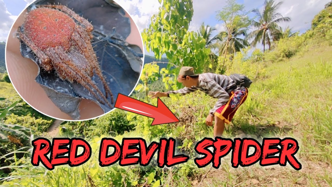 RED DEVIL SPIDER DEADLY POISON | PHILIPPINES SPIDER HUNTING | GAGAMBA ...