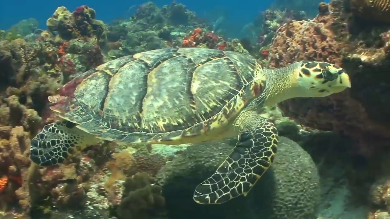 Turtle Video - YouTube