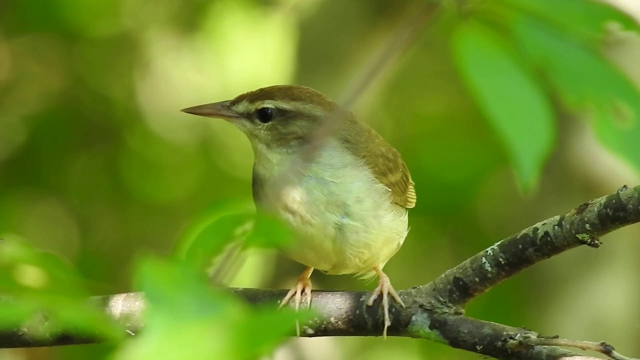 Swainson's Warbler singing - YouTube