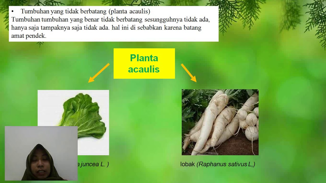 Caulis Materi biosistematika Tumbuhan - YouTube