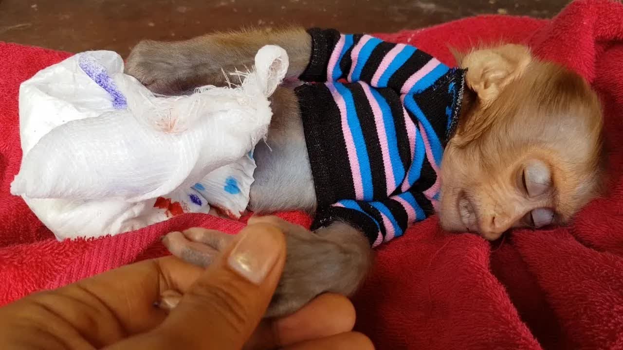 Baby Monkey Koko Successful Treat On His Right Foot - YouTube