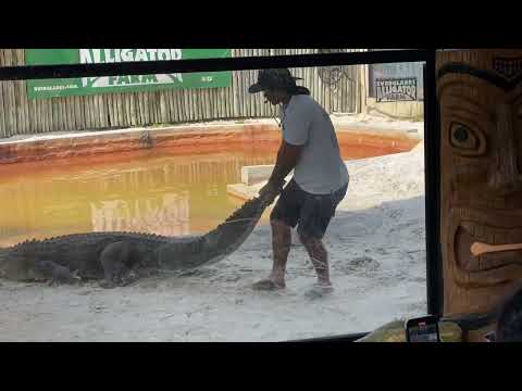 Alligator Show at the Everglades Alligator Farm - YouTube
