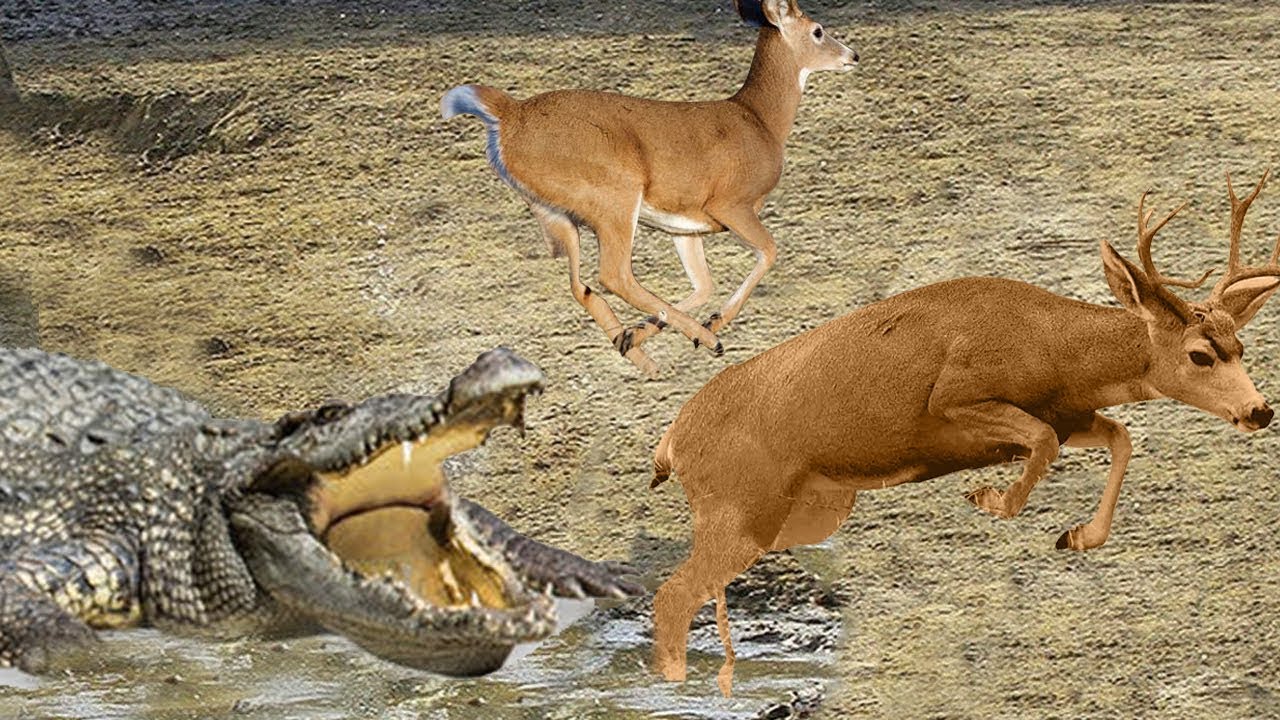 Crocodiles Eating Deer