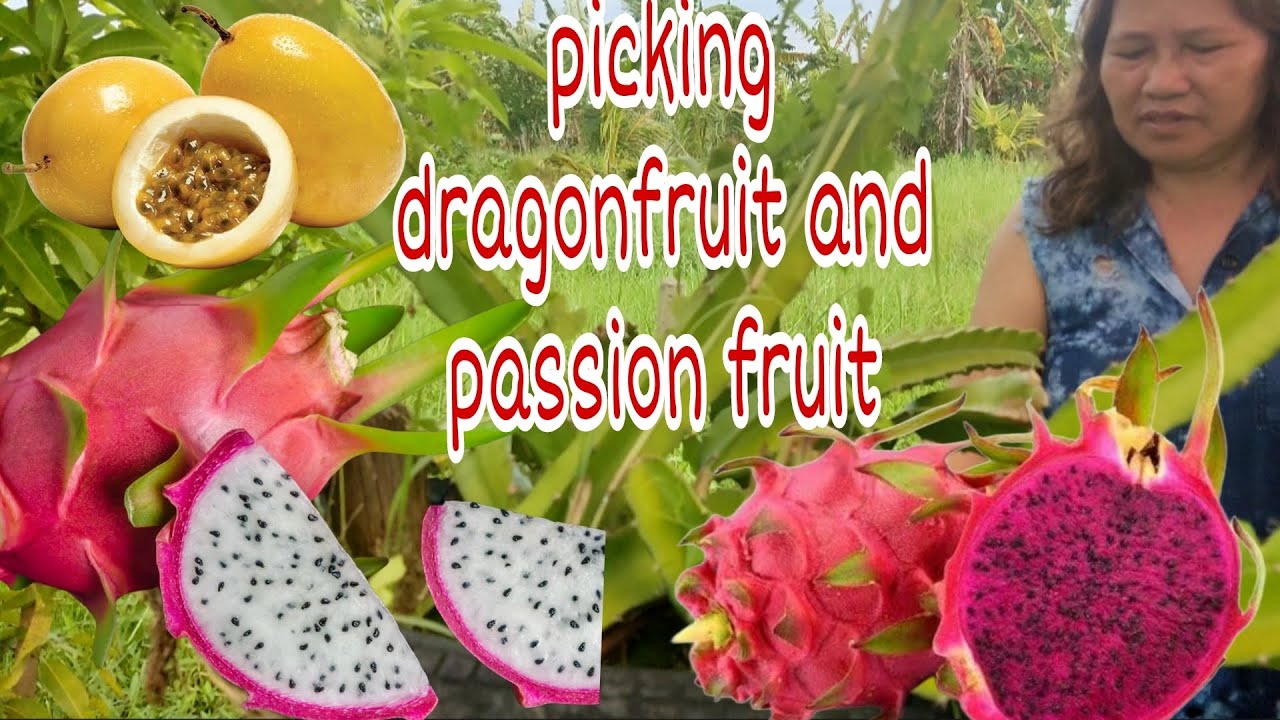 Madam kalaykay picking dragonfruit and passion fruit|lemon challenge ...
